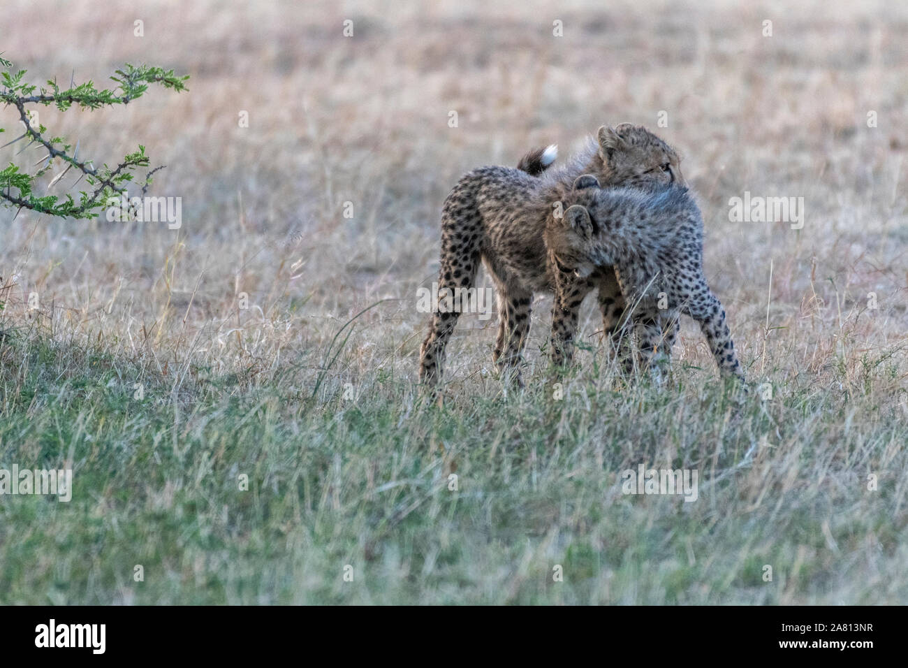 Cheetah cubs playing with each other under bush in Maasai Mara national ...