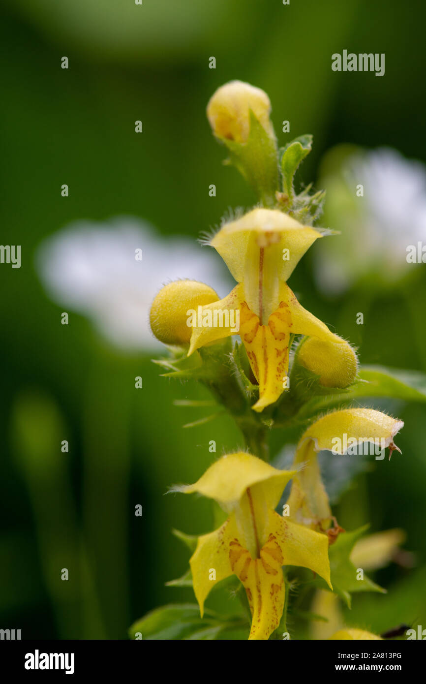 Beautiful yellow archangel flower hi-res stock photography and images ...