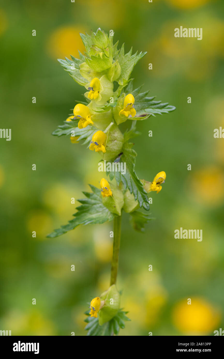 Inanthus alectorophus hi-res stock photography and images - Alamy