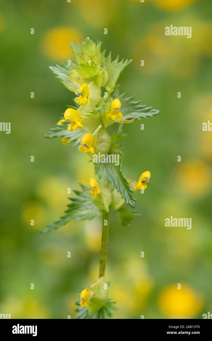 Close up of a yellow rattle plant (rhinanthus) in bloom Stock Photo - Alamy