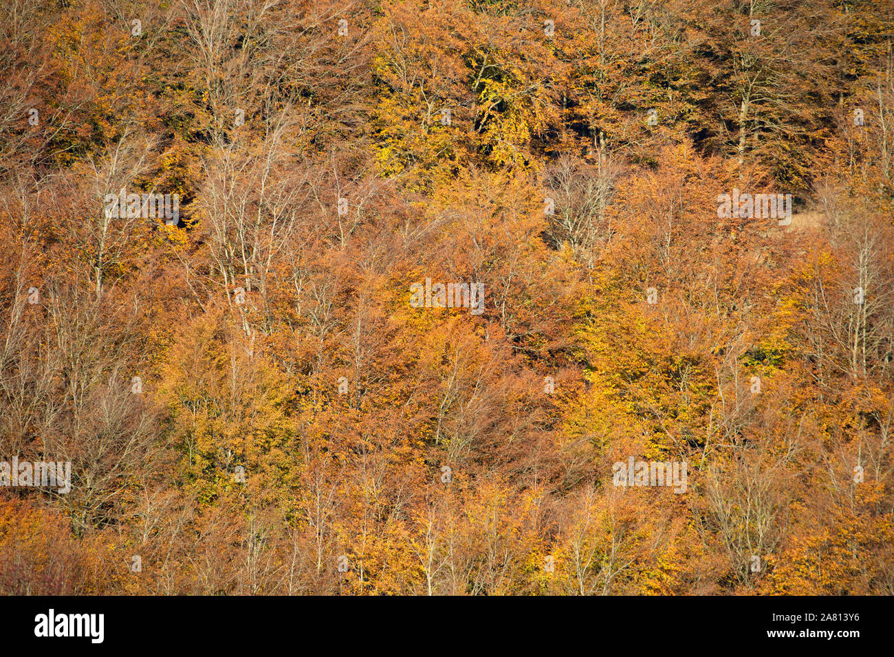Beech trees on a hillside in early November in North Dorset England UK ...