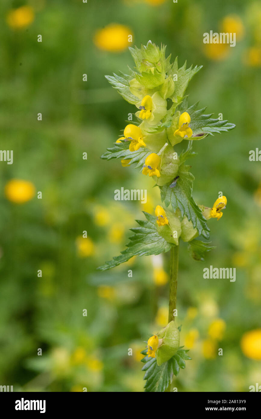 Close up of a yellow rattle plant (rhinanthus) in bloom Stock Photo - Alamy
