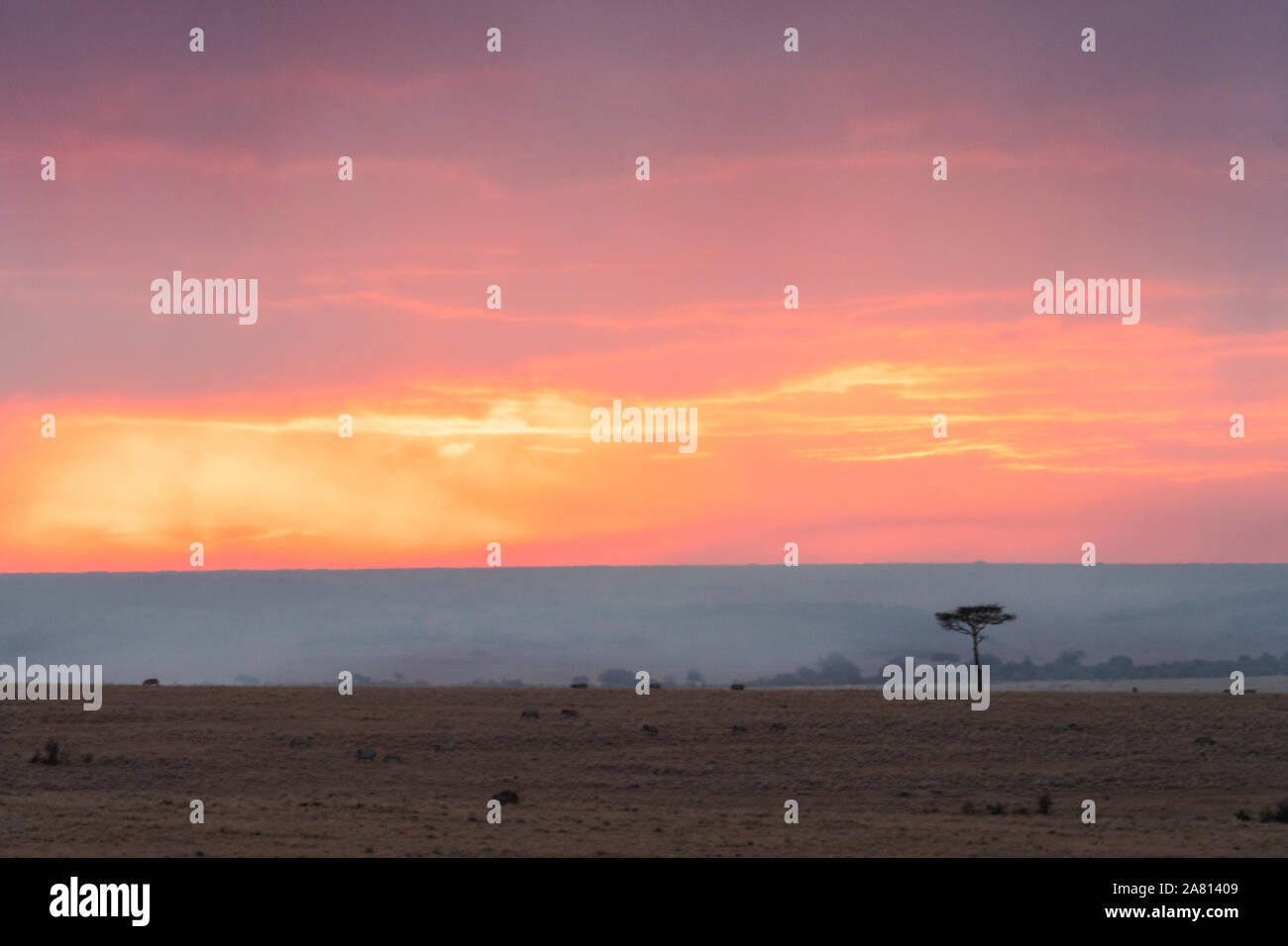 Lonely tree spotted in vast landscapes of Maasai Mara and beautiful ...