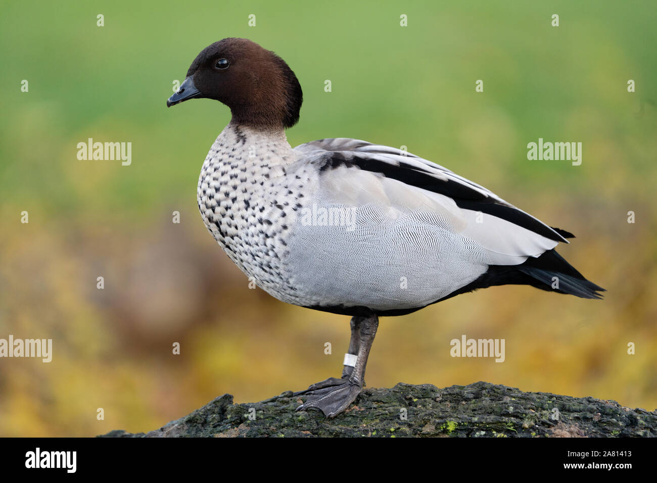 Australian Wood Duck Chenonetta jubata also known as Maned Duck or ...