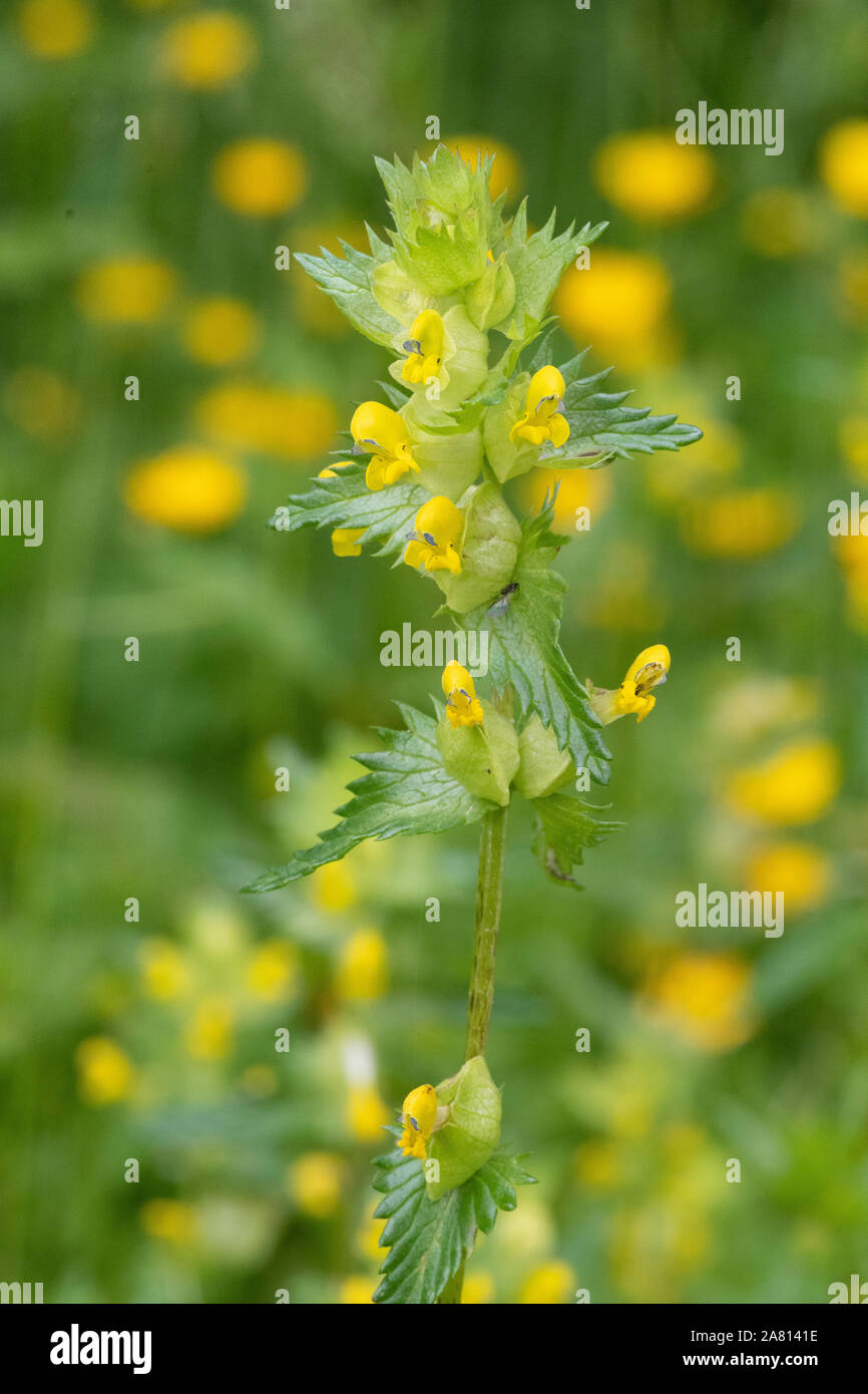 Close up of a yellow rattle plant (rhinanthus) in bloom Stock Photo - Alamy