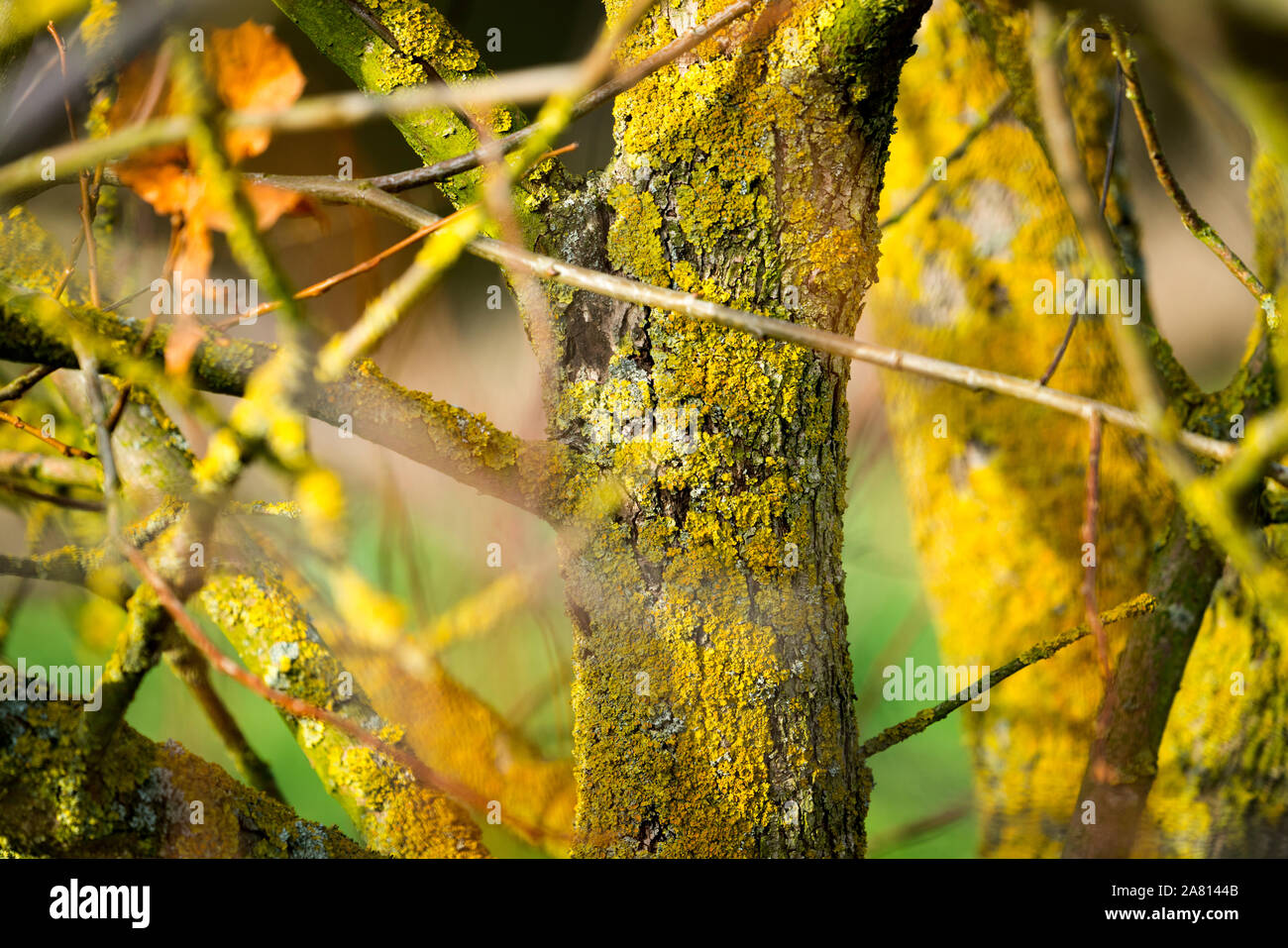 Close up old branch hi-res stock photography and images - Alamy