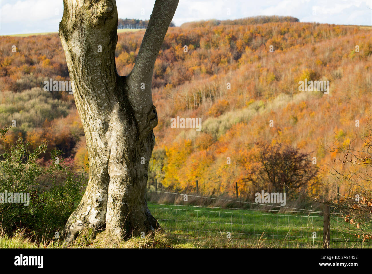Life cycle of tree hi-res stock photography and images - Alamy
