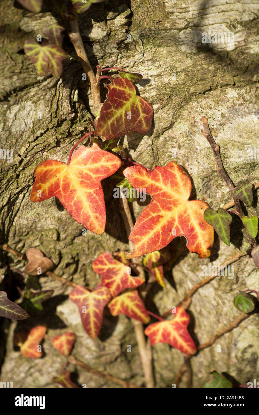 Common Ivy, Hedera helix, growing up the trunk of a beech tree in ...