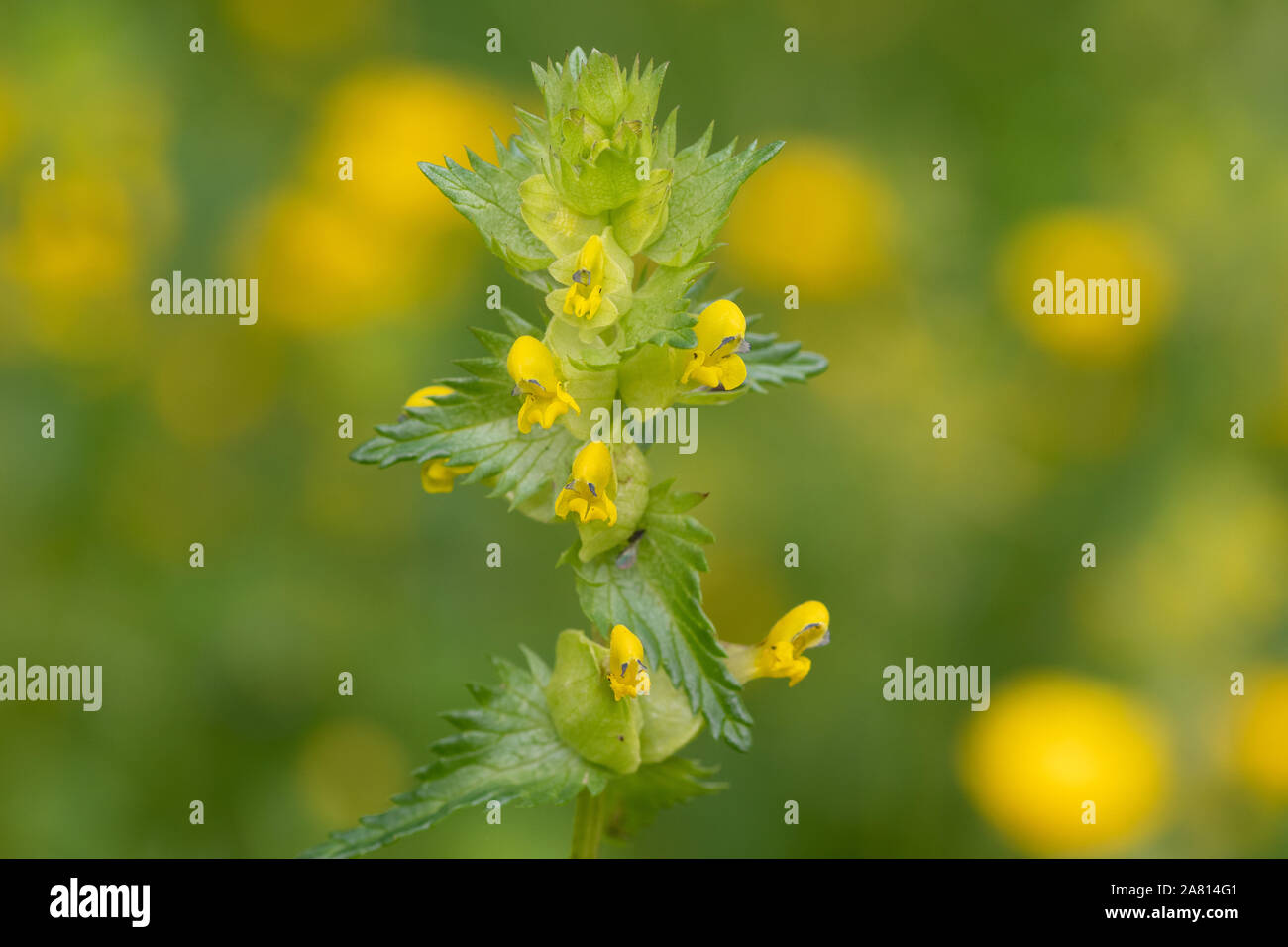 Close up of a yellow rattle plant (rhinanthus) in bloom Stock Photo - Alamy