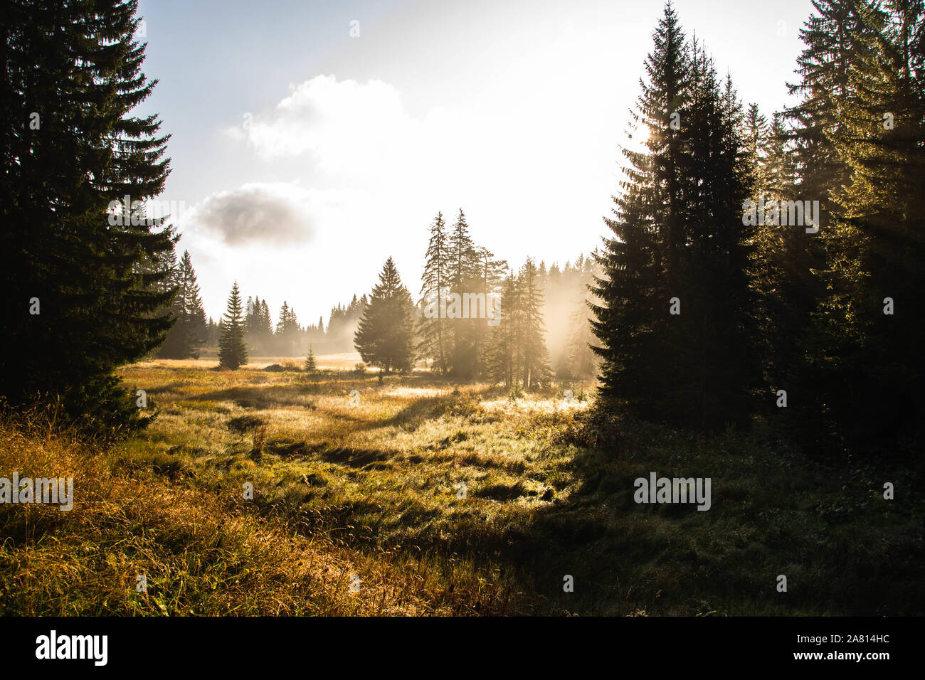 Sunlit forest hi-res stock photography and images - Alamy