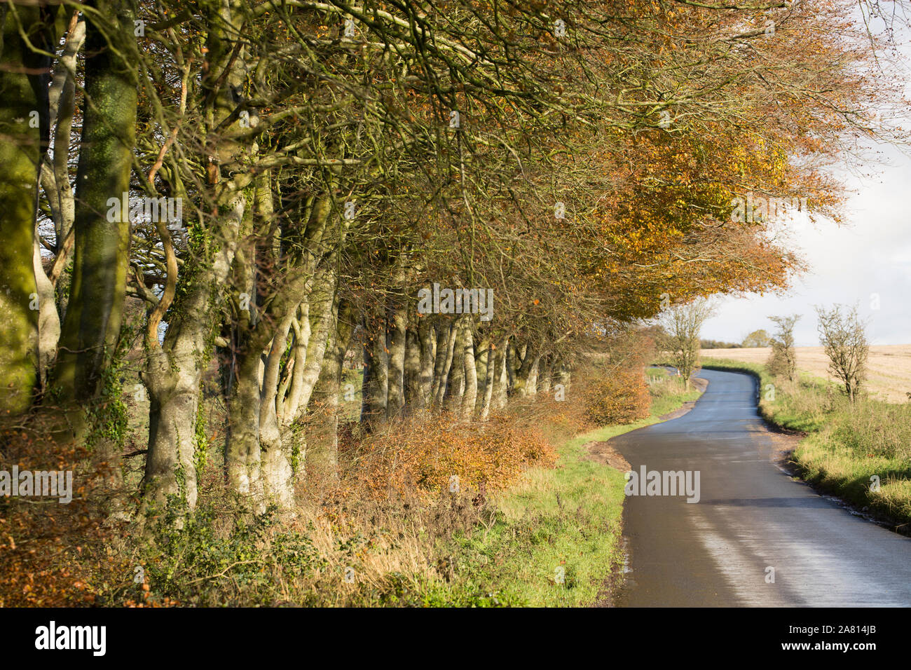 Beech trees in early November growing by the side of a country lane in ...