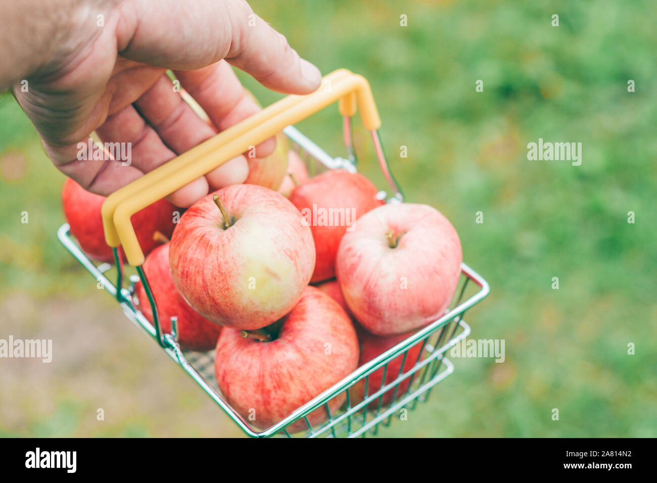 Farmer basket full apples hi-res stock photography and images - Alamy