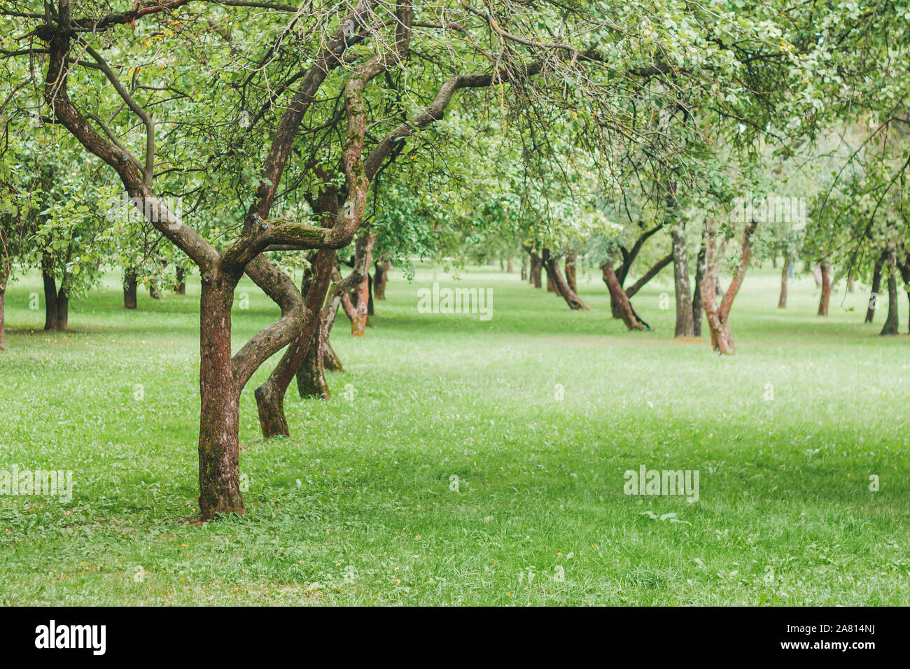 Orchard perspective hi-res stock photography and images - Alamy