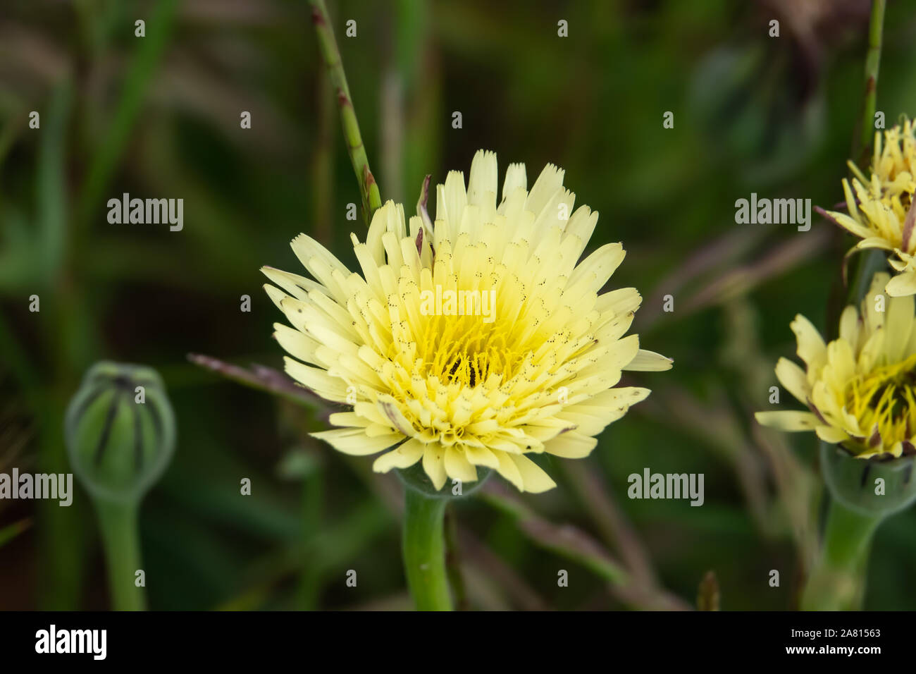 Smooth golden fleece urospermum dalechampii hi-res stock photography ...
