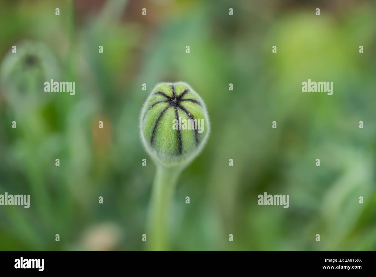 Fleece flower hi-res stock photography and images - Alamy