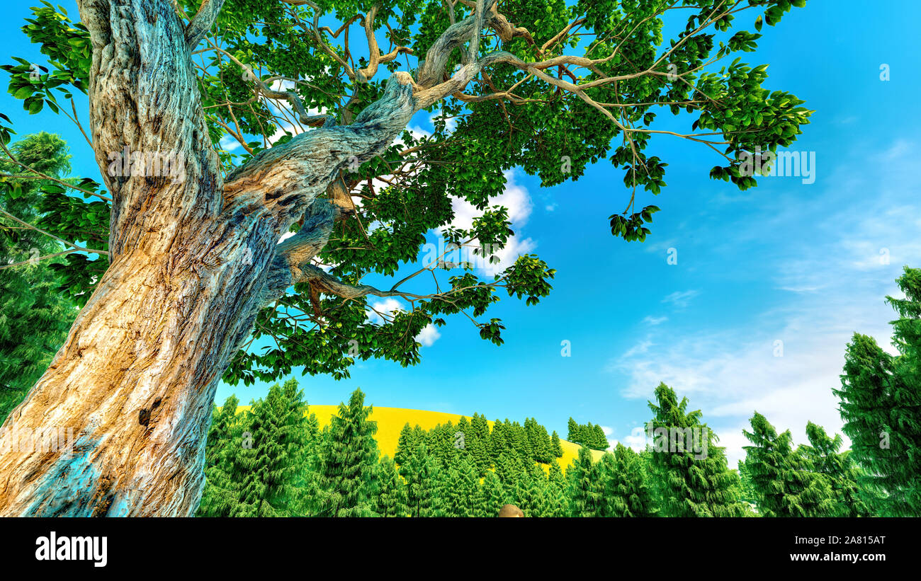 Clear Canopy High Resolution Stock Photography and Images - Alamy