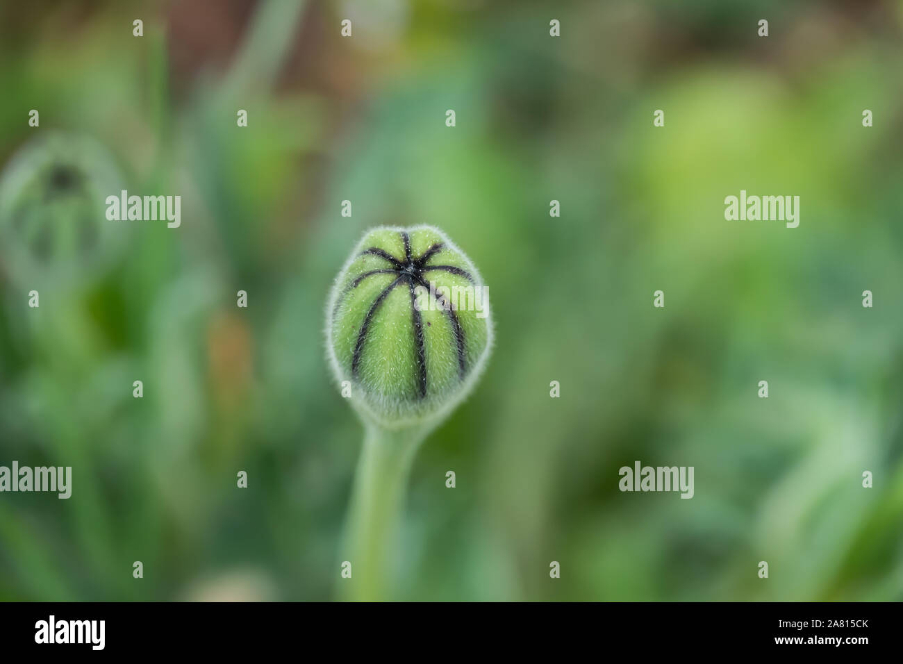 Smooth Golden Fleece Flower Bud in Springtime Stock Photo - Alamy