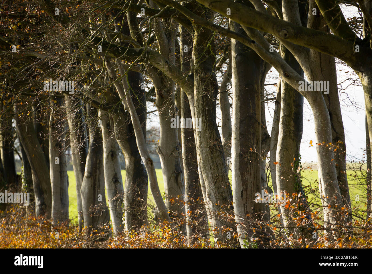 Beech trees in early November growing by the side of a country lane in ...