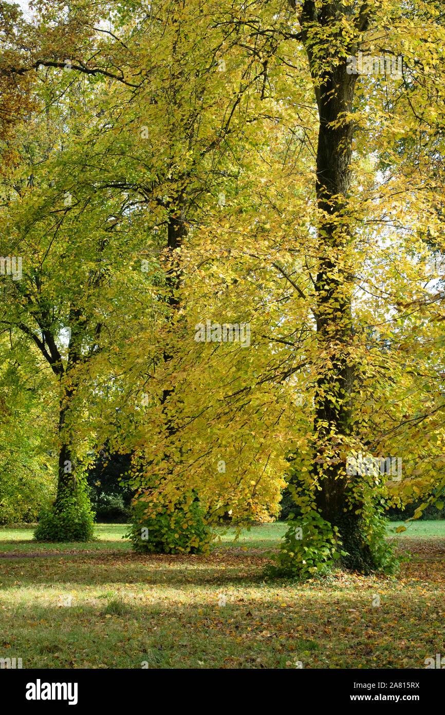 Lime avenue. Lime trees in autumn at Westonbirt Arboretum, Cotswolds ...