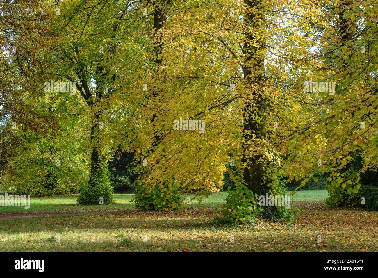Lime avenue. Lime trees in autumn at Westonbirt Arboretum, Cotswolds ...
