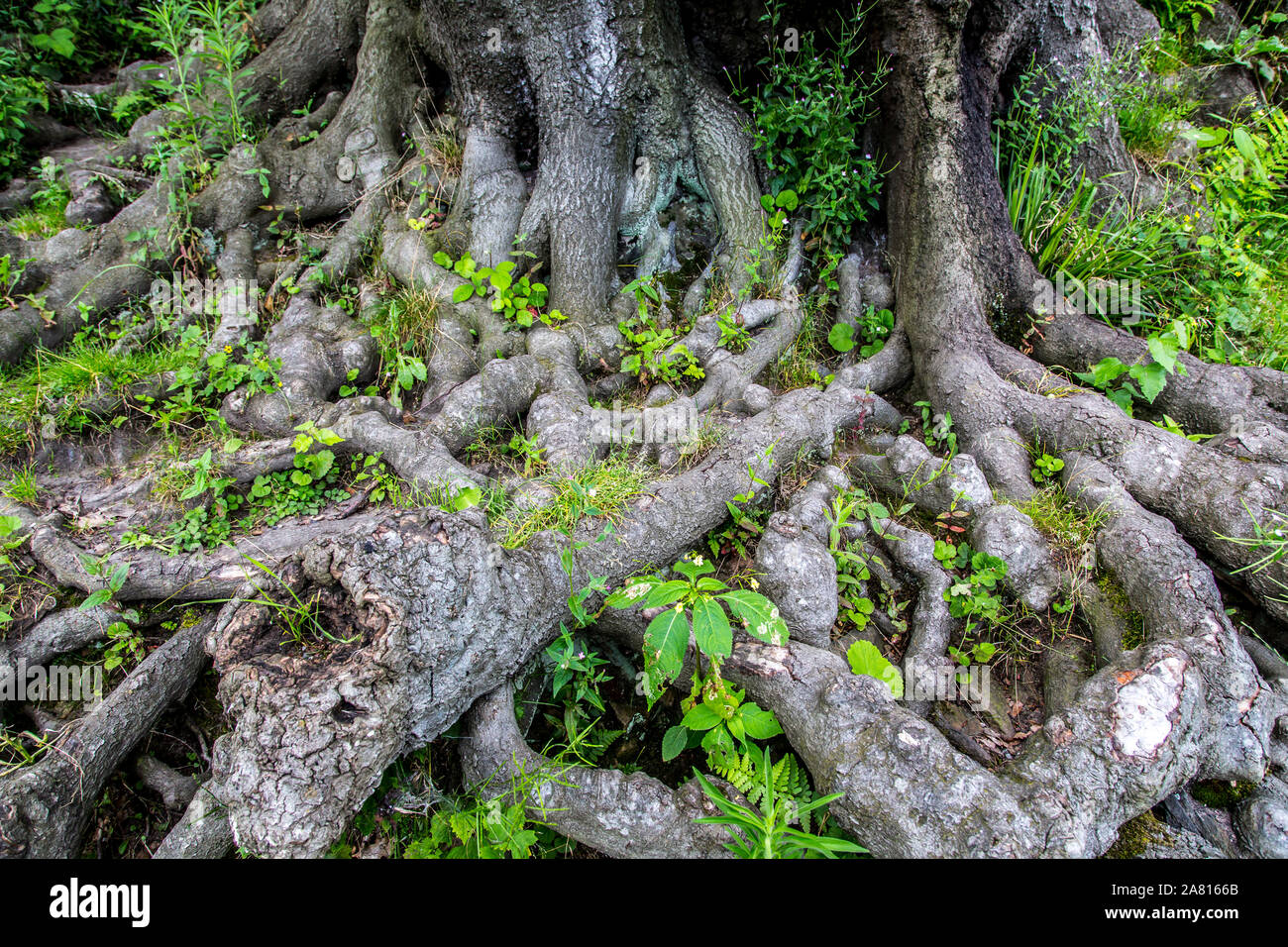 Root structure of a tree Stock Photo - Alamy