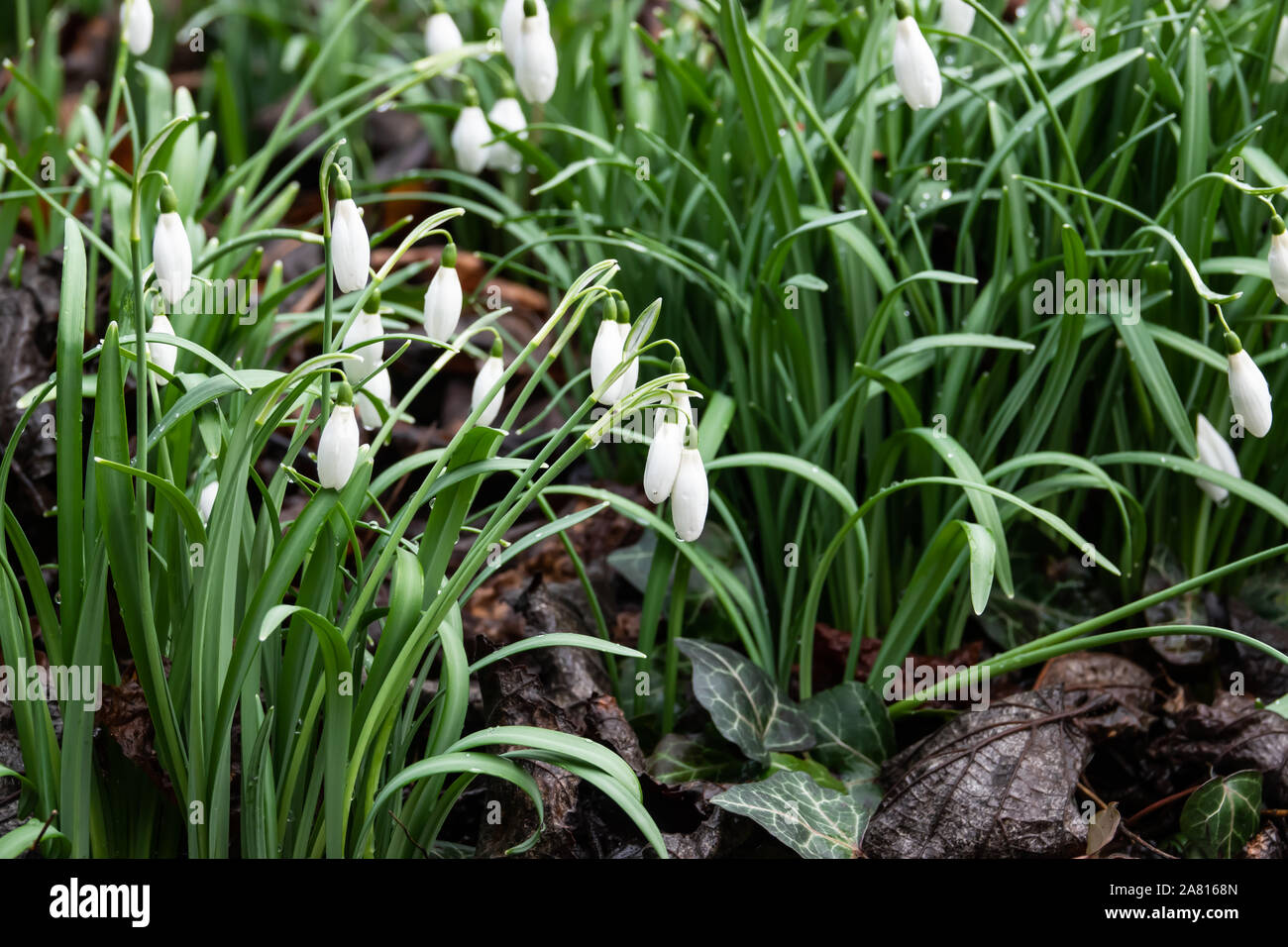Snowdrop Flowers in Bloom in Winter Stock Photo - Alamy