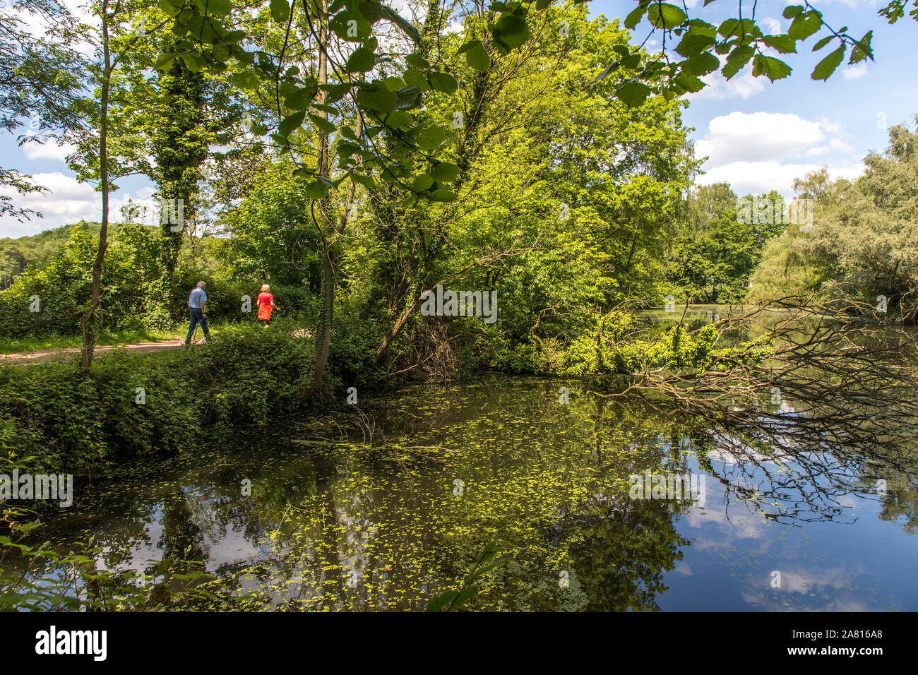 Pond in the Heisinger Bogen nature reserve at Lake Baldeney in Essen ...