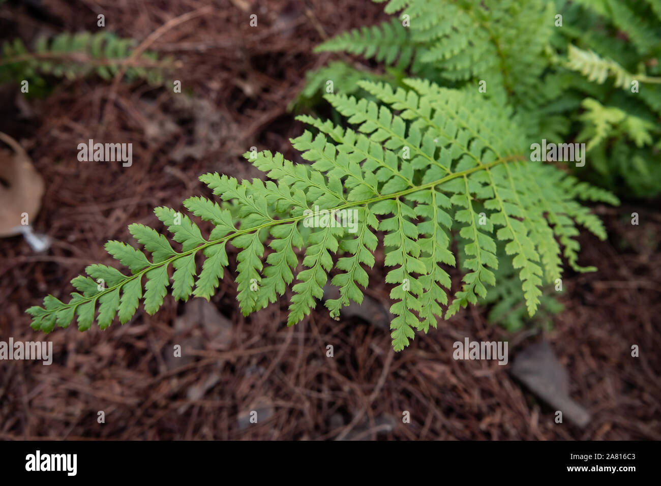 Soft shield fern hi-res stock photography and images - Alamy