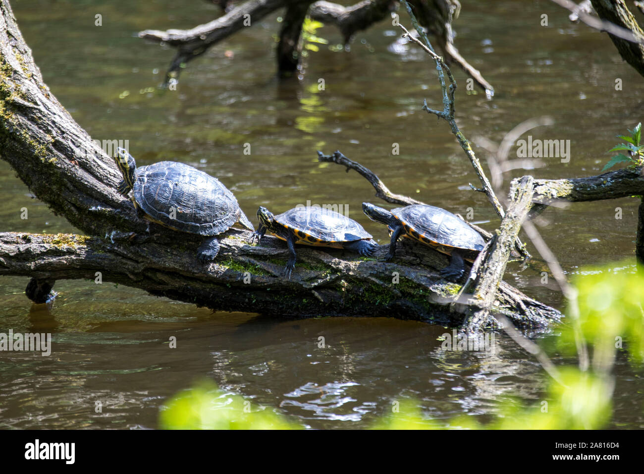Turtles in a pond in the Heisinger Bogen nature reserve at Lake ...