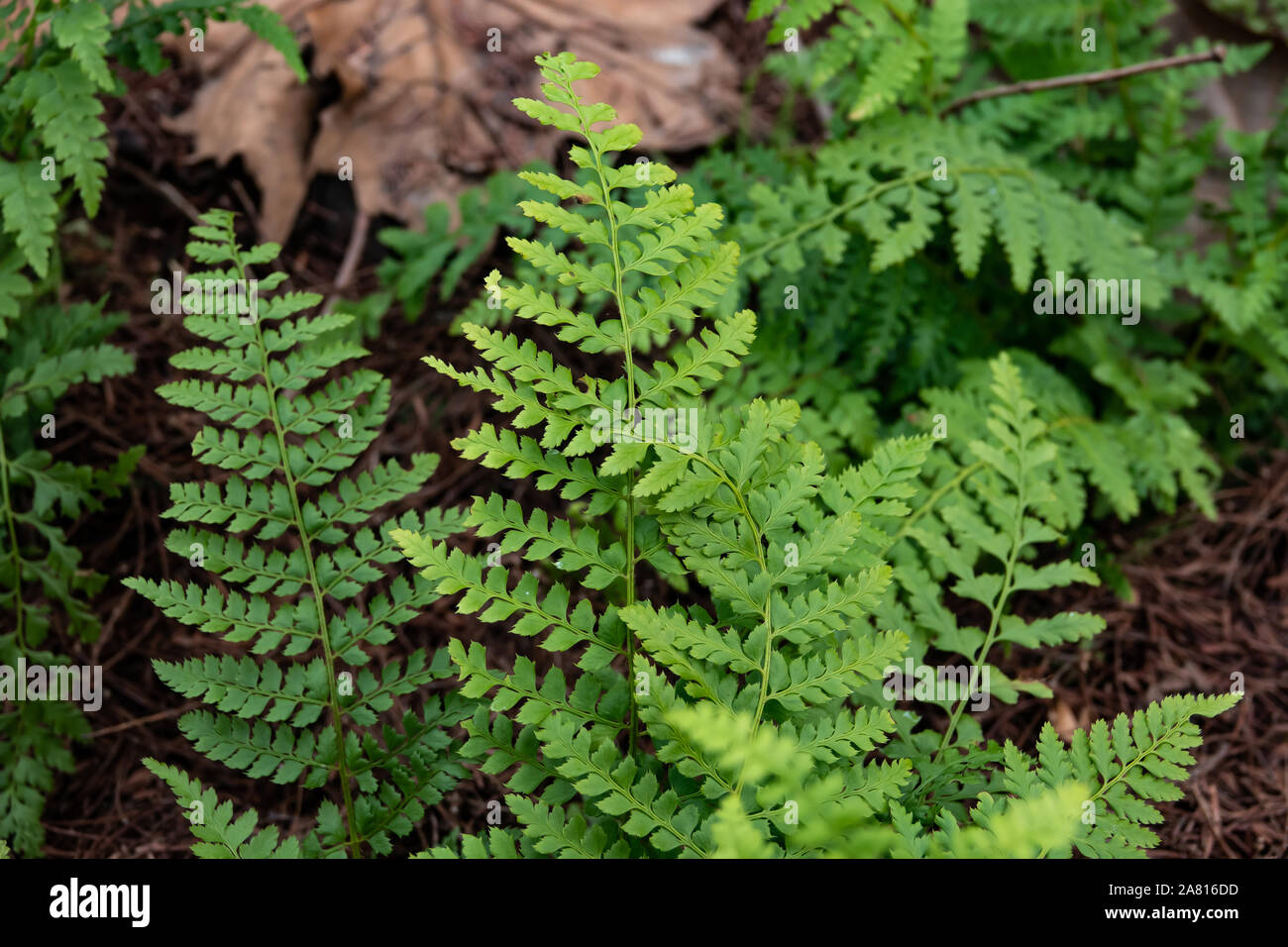 Soft shield fern frond hi-res stock photography and images - Alamy