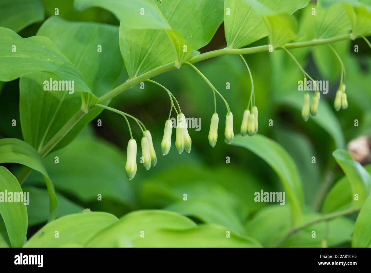 Solomon's Seal Flowers in Springtime Stock Photo - Alamy