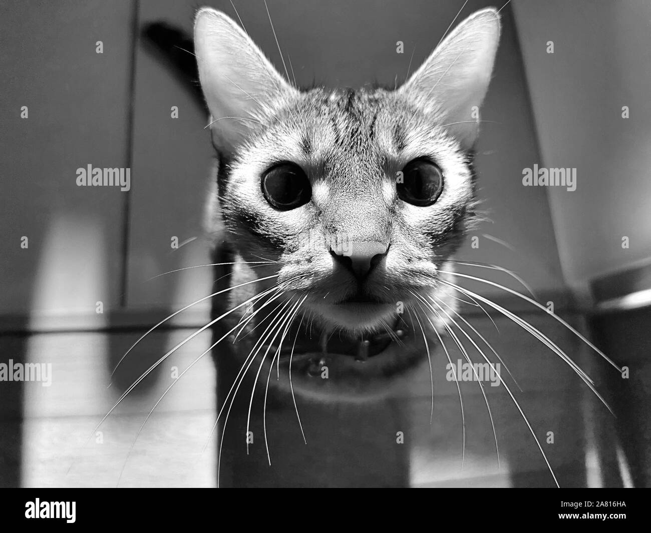 Patty the devil looking, tabby cat Stock Photo - Alamy