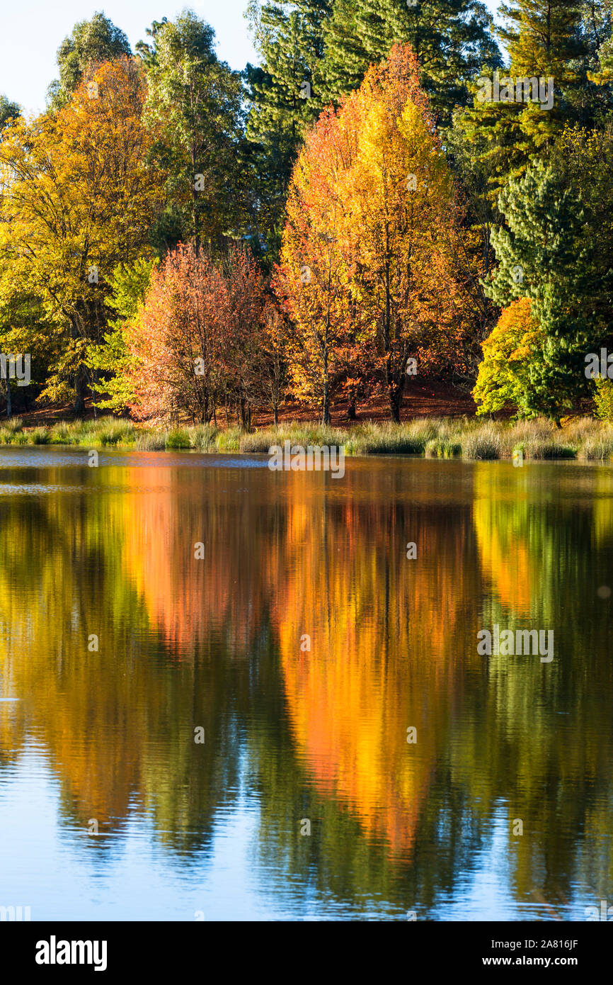 Autumn coloured trees reflection Stock Photo - Alamy