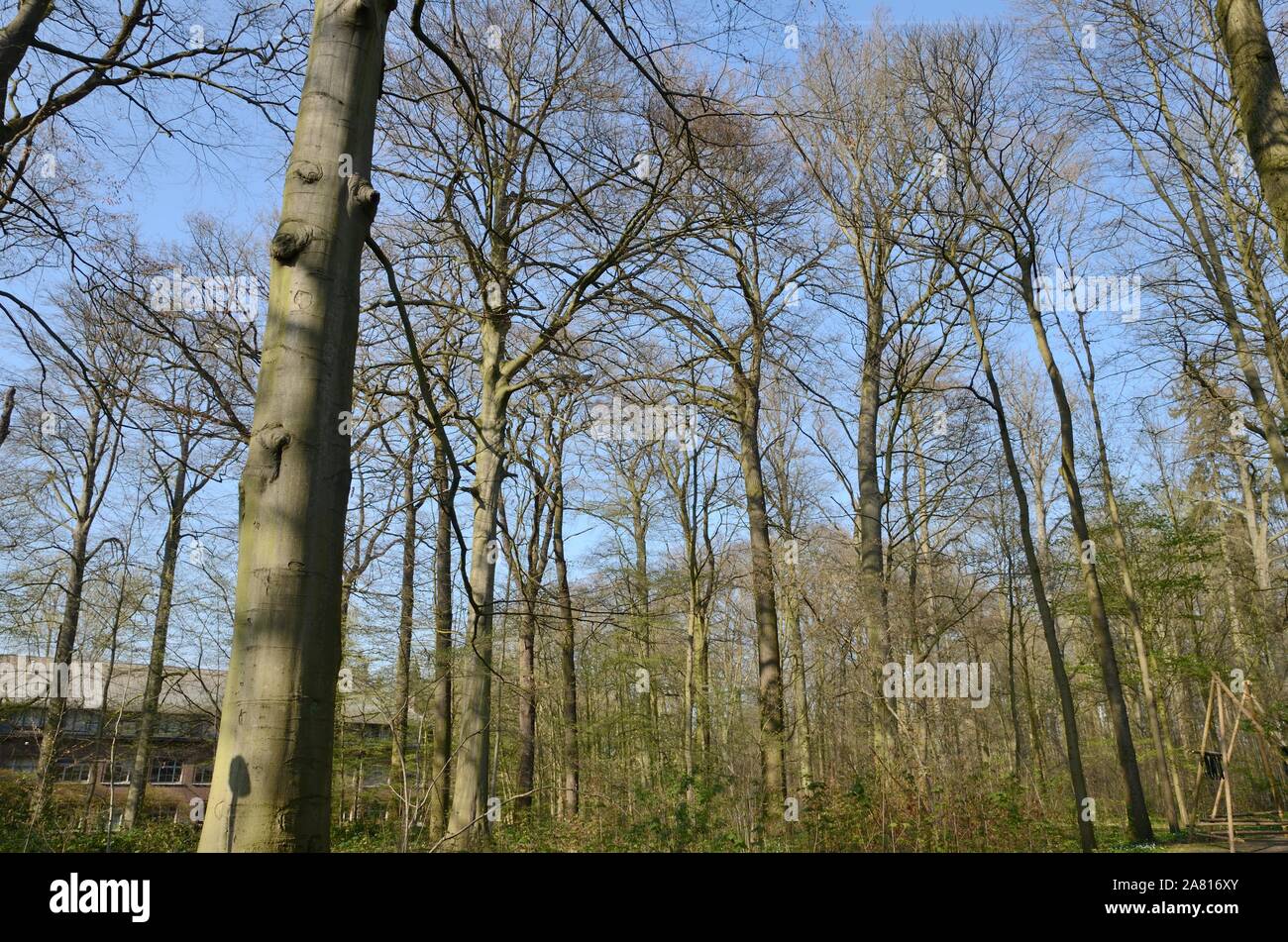 Deciduous trees in natural park of Leuven, the capital of the province ...
