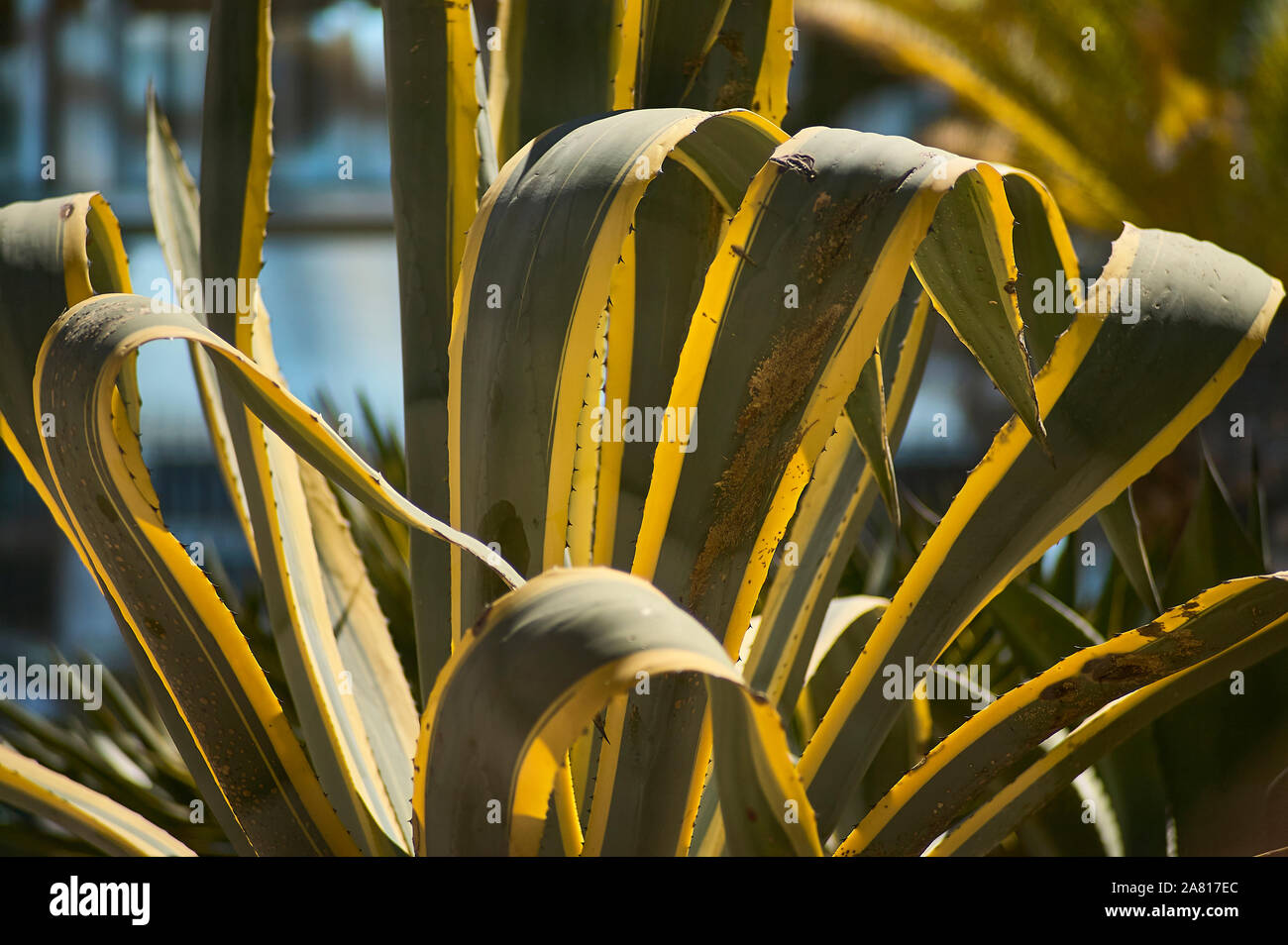 Greasy plant hi-res stock photography and images - Alamy