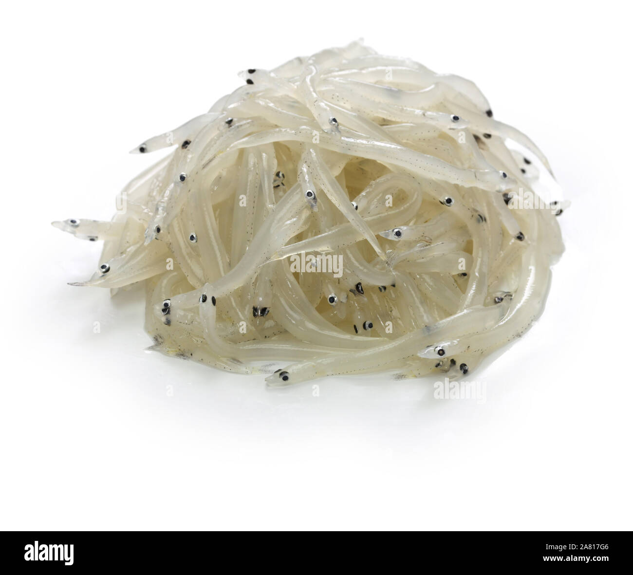 Salangidae hi-res stock photography and images - Alamy