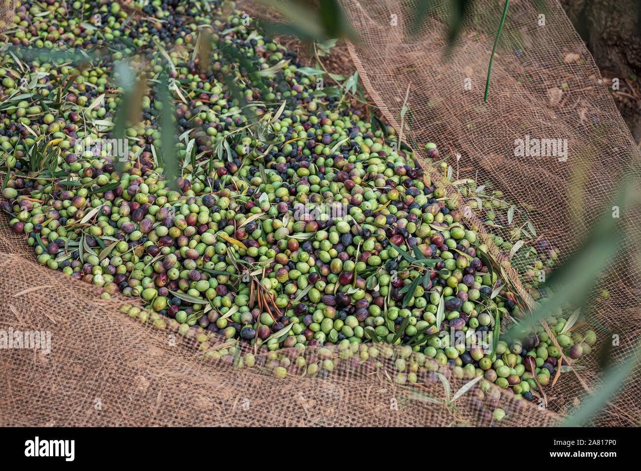 Olive Harvesting Puglia High Resolution Stock Photography and Images ...