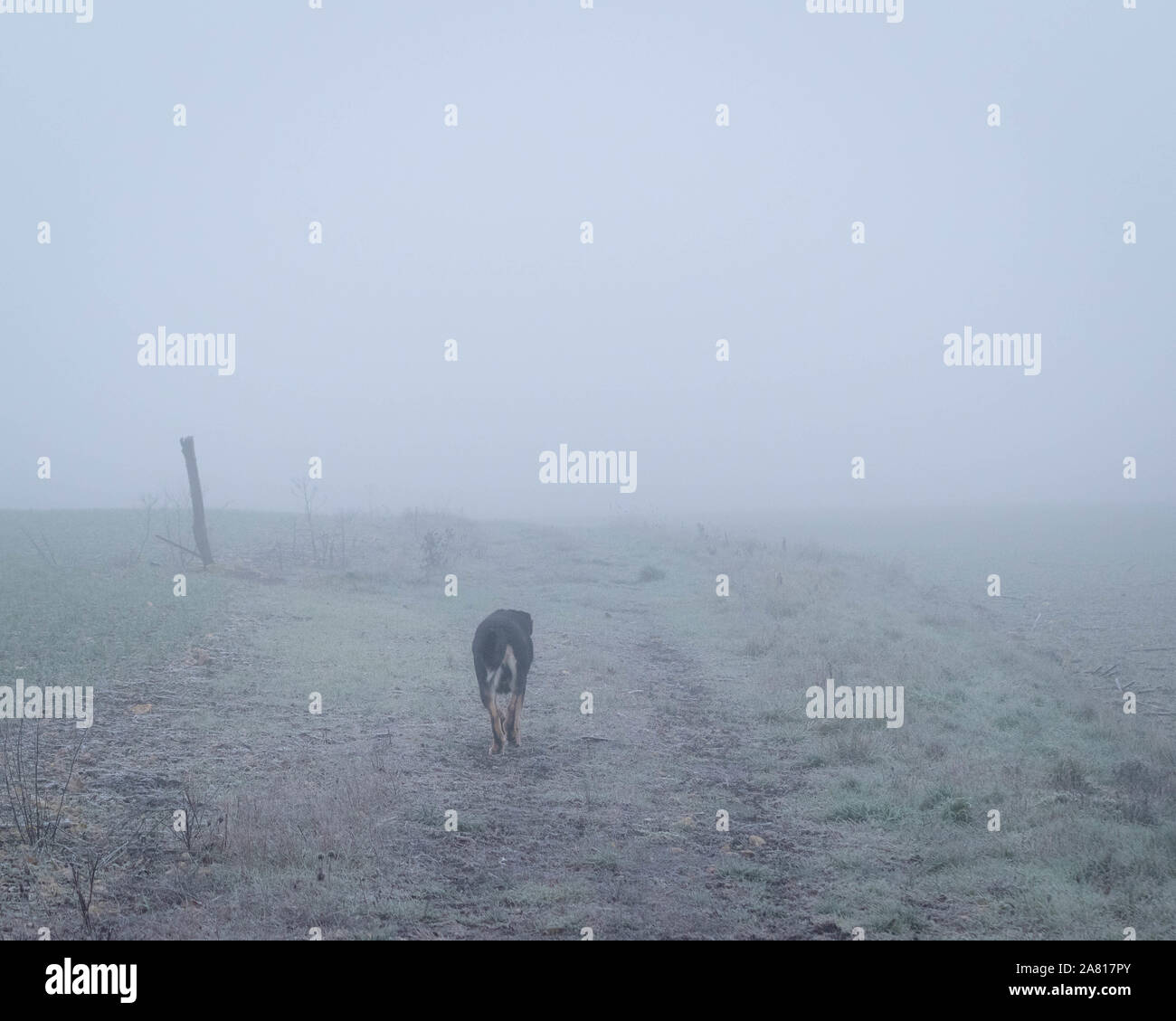 dog walking in mist and fog. Dog with mist in path. Dog with mist Stock ...