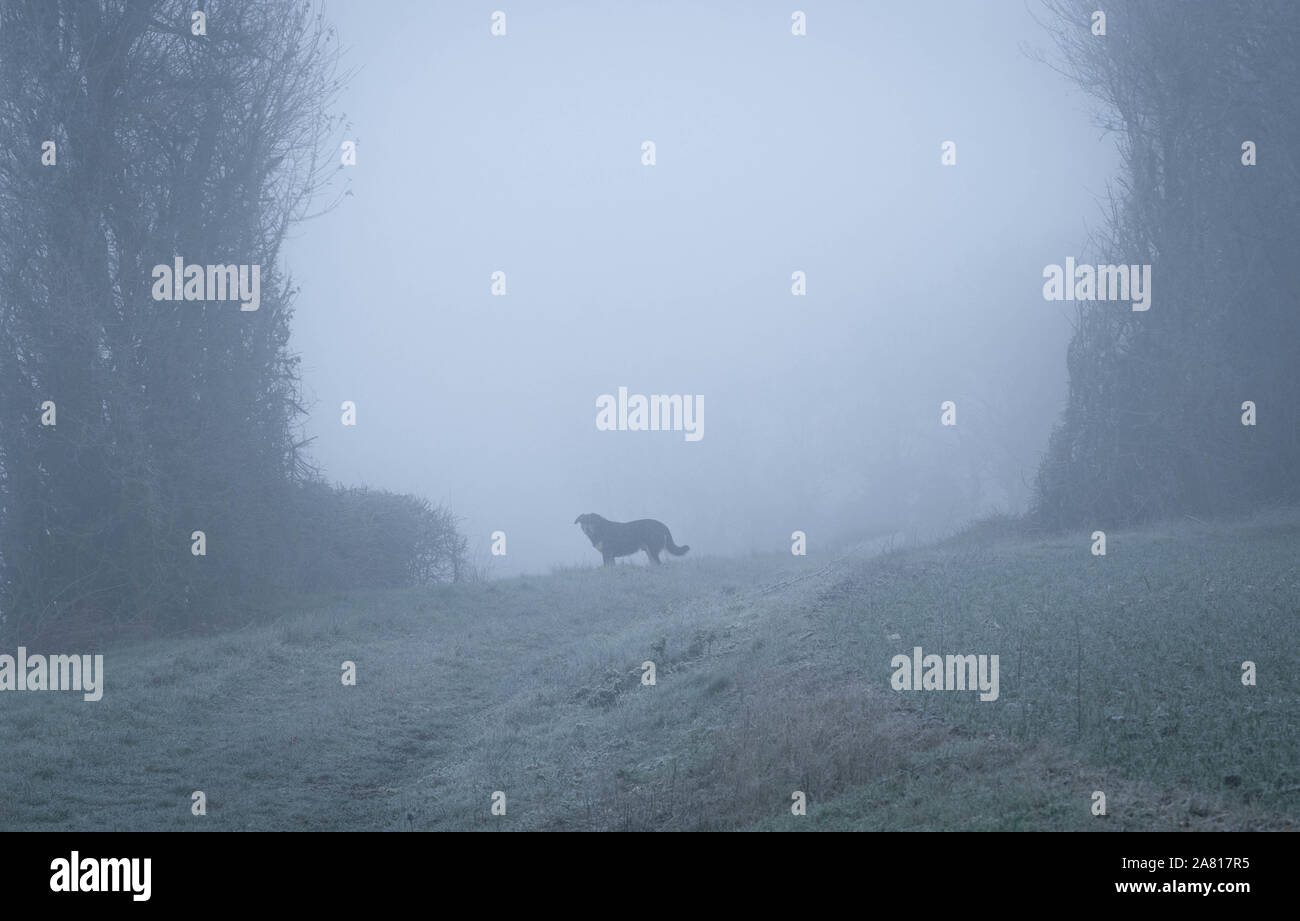 Dog in the mist in the country. It is surrounded by tree and fog. Dog ...