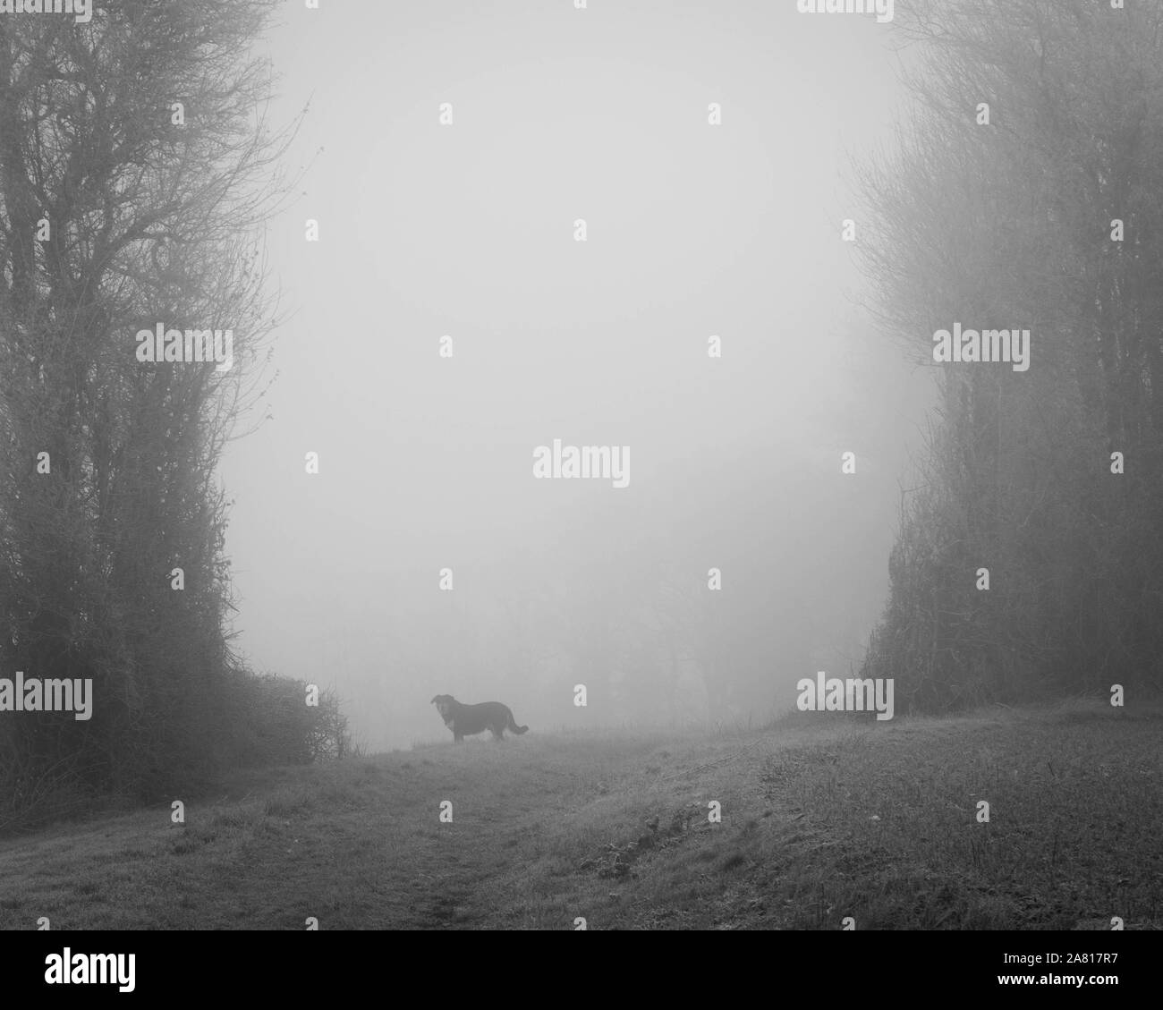 Dog in dark forest hi-res stock photography and images - Alamy
