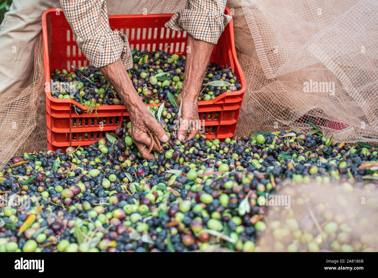 Olive Harvesting Puglia High Resolution Stock Photography and Images ...