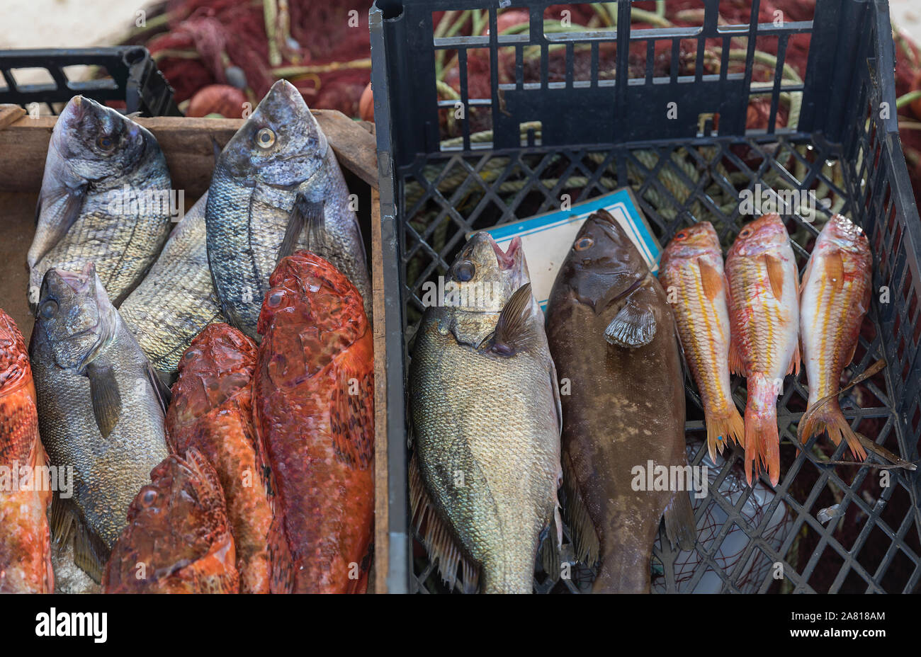 Fresh red mullets fish hi-res stock photography and images - Alamy