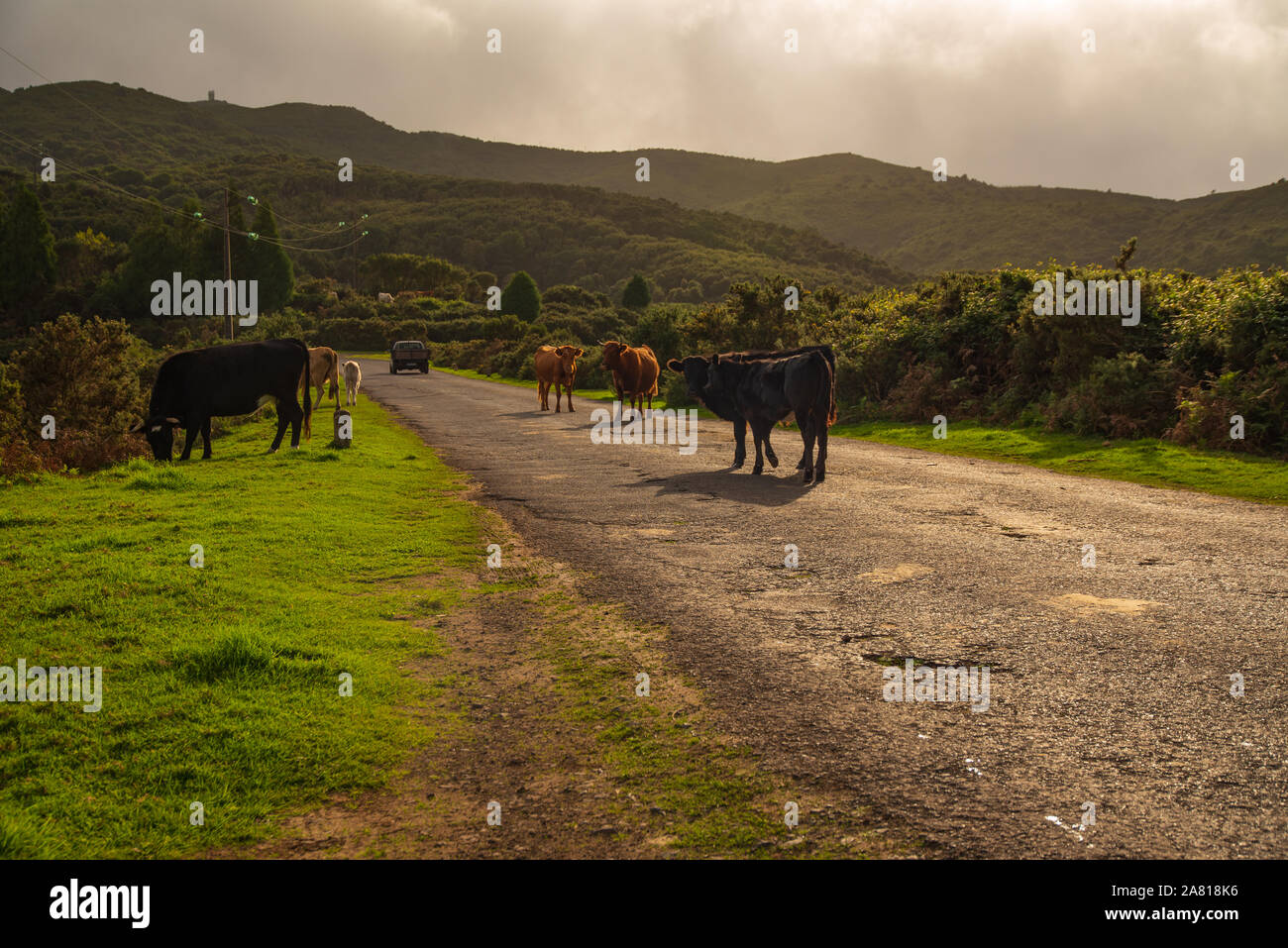 Madeira, Portugal. 27 November 2019. Cows walking free in Paul da Serra ...