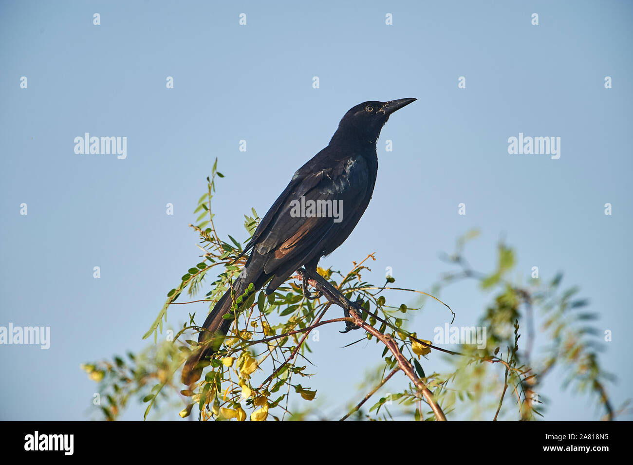 Great-tailed Grackle (Quiscalus mexicanus) AKA Mexican Grackle Lake ...