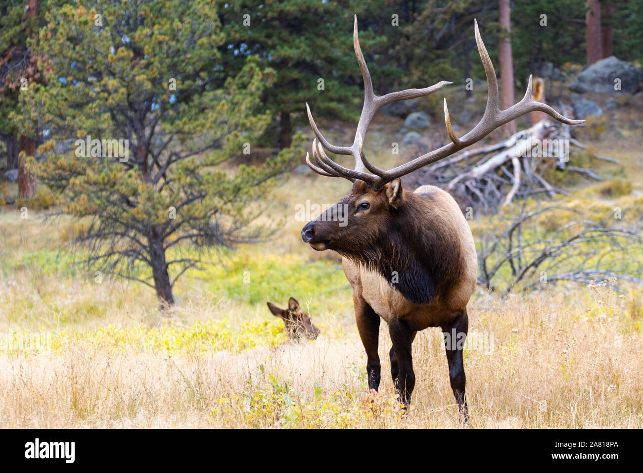 Majestic herd of elk foraging for food amongst the golden colors of ...