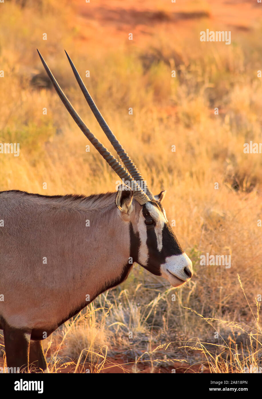 Portrait of an oryx in Namibia, Africa Stock Photo - Alamy
