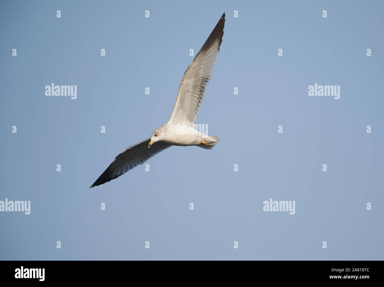 Ring-billed gull (Larus delawarensis) in flight above Lake Chapala ...