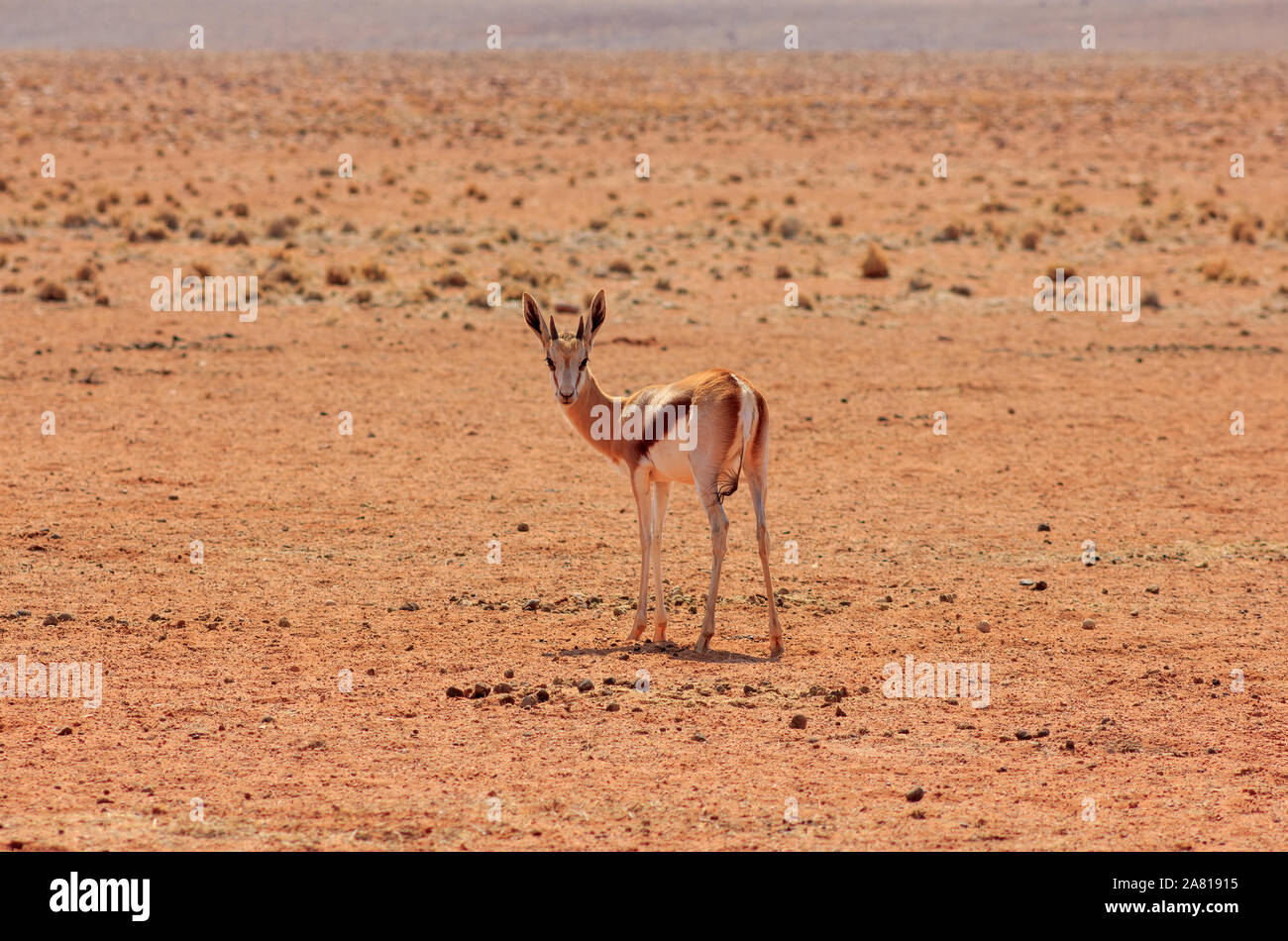 Small springbok antelope looking into the camera in Namibia, Africa ...