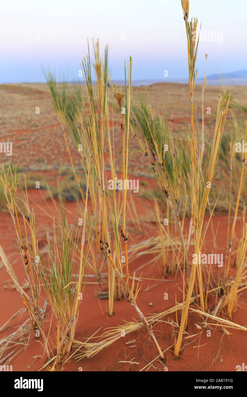 Ants in grass, Namibia Africa Stock Photo - Alamy