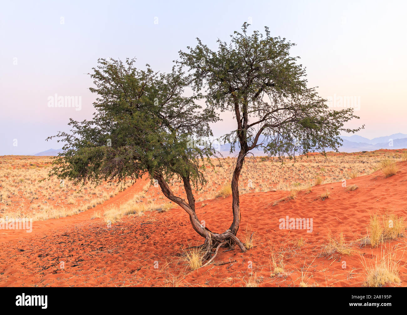 Tree in Namibian Desert, Africa Stock Photo - Alamy